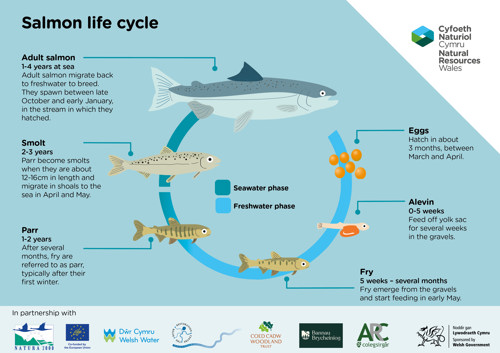 Natural Resources Wales / One barrier at a time for our Atlantic Salmon